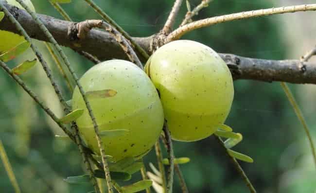 What Does Amla Taste Like? - KitchenVile